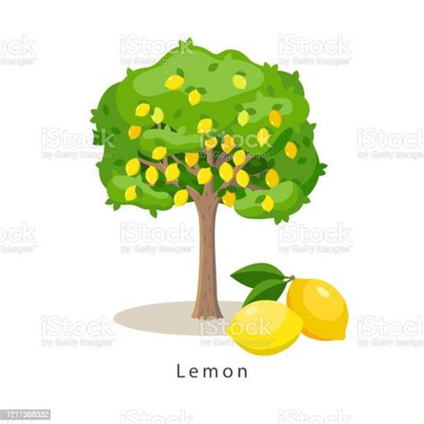 檸檬樹向量插圖在平面設計隔離在白色背景 養殖概念 樹與水果和大成熟的檸檬附近 收穫資訊圖元素向量圖形及更多剪裁圖圖片 剪裁圖 園藝