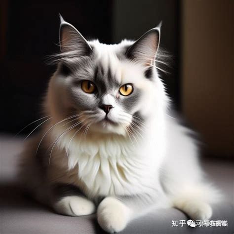 带你走进喵星世界三 知乎