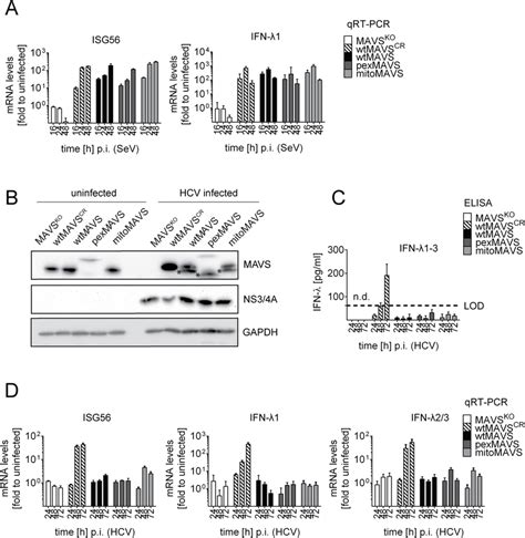 Blunting Of The Interferon Response Upon Hcv Infection Occurs