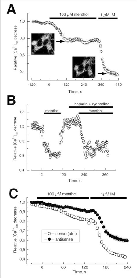 Menthol Induces Trpm8 Mediated Er Ca 2 Store Depletion In Lncap Cells