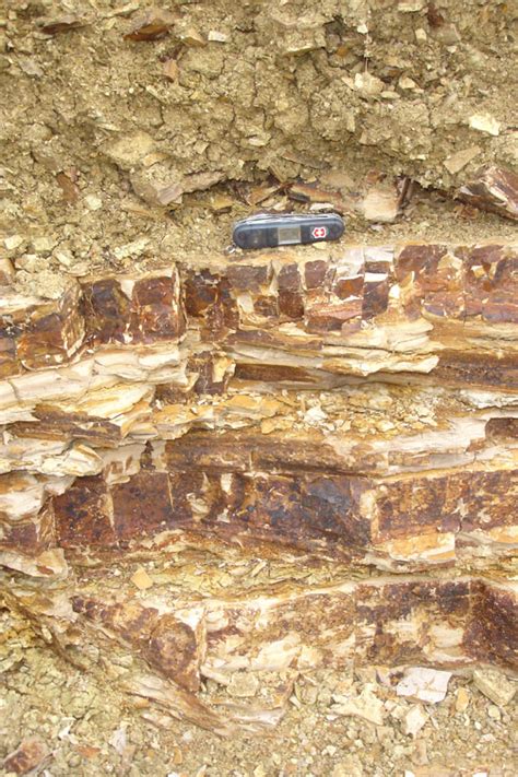 John Day Fossil Bed Exposure In Fossil Oregon