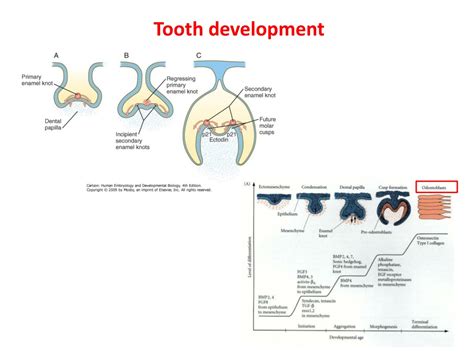 Ppt P Lacode Ectoderm And The Neural Crest D Evelopment And