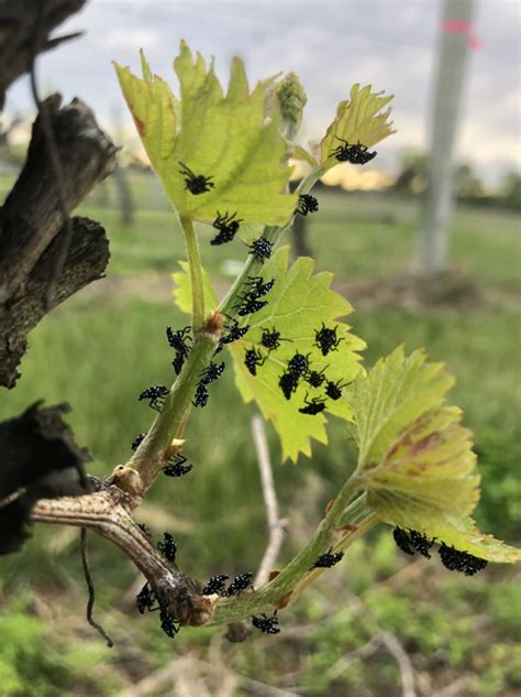Management Recommendations Slf Nymphs In 2022 — Plant And Pest Advisory
