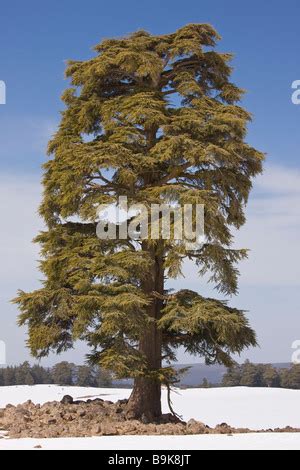 African Cedar Cedrus Atlantica Tree An Evergreen Tree With Green Pine
