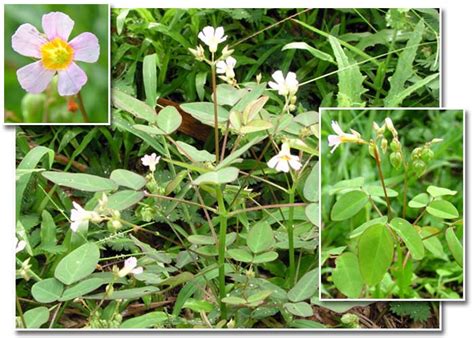 Plantes Rizieres Guyane Oxalis Barrelieri Oxalidaceae Dicotylédones
