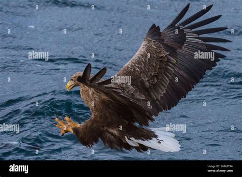 White Tailed Sea Eagle Swooping Down To Catch A Fish Stock Photo Alamy