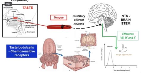 Gastrointestinal 15 Gut Communication With Its Environment Nutrient