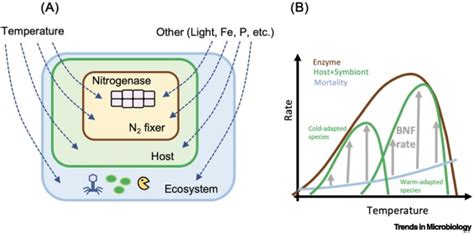 Projecting Global Biological N2 Fixation Under Climate Warming Across