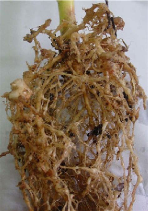 A Appearance Of Root System Of Spinach Plant At The Highest Nematode