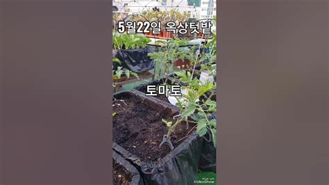 5월22일 옥상텃밭에서 자라는 채소들 텃밭가꾸기 야채키우기 5월텃밭 옥상텃밭 텃밭일기 5월22일 텃밭일상 Youtube