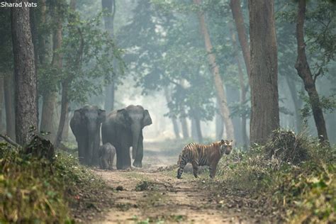 The Real Tiger Show In Dudhwa National Park Dudhwa National Park