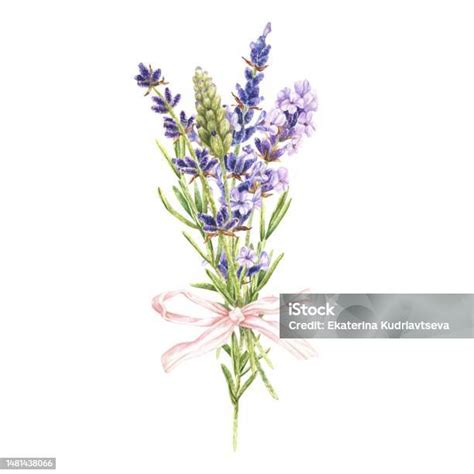 수채화 식물 그림입니다 분홍색 활을 가진 자주색 라벤더 꽃의 꽃다발 흰색 배경에 격리되어 있습니다 향기로운 들판 허브 화장품 아로마 향 주머니 인쇄물의 포장 디자인 0명에