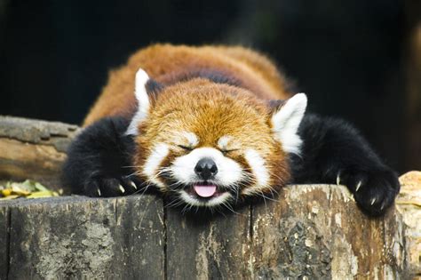 Interactions In Ecosystem Rockin Red Pandas