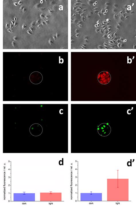 Reactive Oxygen Species Ros Production In Hela Cells Upon