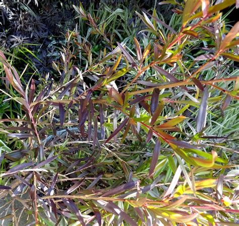 Photo 40960 Leptospermum Dark Shadows Plant Lust
