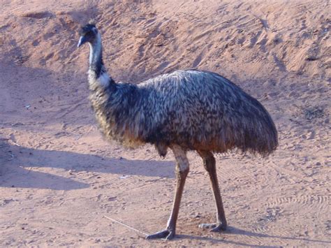 File Emu At Dreamworld Wikimedia Commons