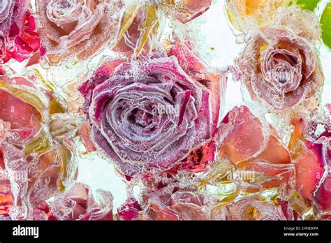Frozen Flower Ice Background Fresh Beautiful Flower Of And Air Bubbles