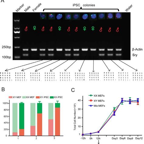 Aberrant Sex Ratio In Mouse Ipscs A Representative Images Showing The