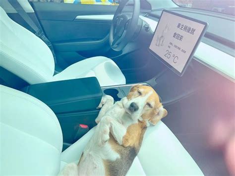 米格魯車內昏迷？螢幕曝暖心真相 主人笑：拜託不要打破我的窗 Ettoday寵物雲 Ettoday新聞雲
