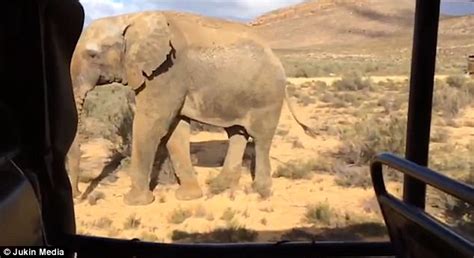 Elephant Charges Tourist Safari Truck In South Africa Daily Mail Online
