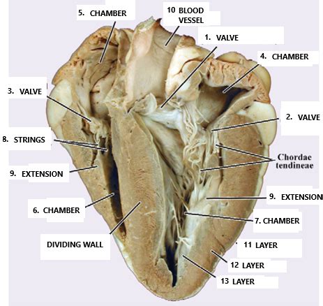 Pig Heart Normal Diagram Quizlet