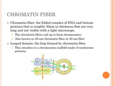 Ppt Structure Of Chromatin Powerpoint Presentation Id148343