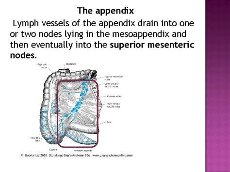 Lymphatic Of The Abdominal Viscera By Prof Saeed