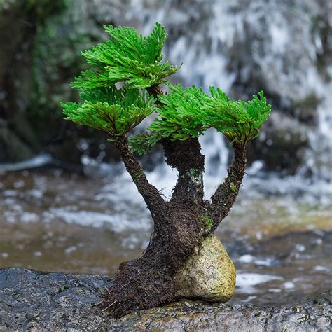 地养卷柏九死还魂草小盆景假山吸水石造景绿植物好养室内迷你盆栽虎窝淘