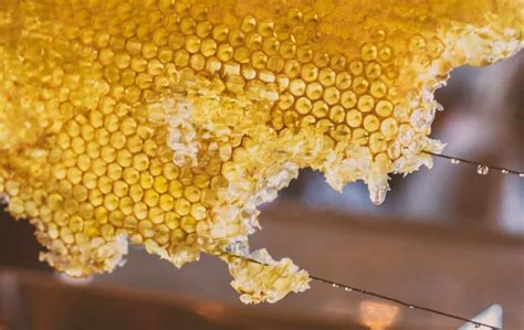 Foundation Vs Foundationless Beekeeping Things You Must Consider