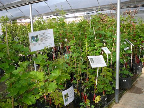 ΚΑΛΗΣΠΕΡΑ ΚΑΙ ΚΑΛΗ ΕΒΔΟΜΑΔΑ ΣΕ Solomou Garden Centre Facebook