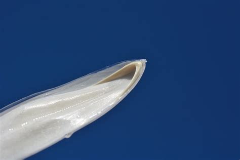 Cuttlebone Bilder Durchsuchen 392 Archivfotos Vektorgrafiken Und