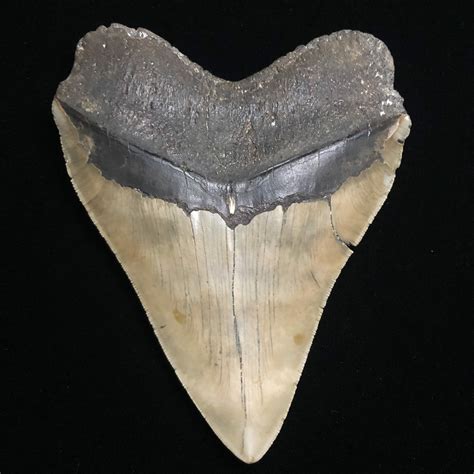 Serrated Megalodon Tooth Fossil 6 00″ Commanding Prehistoric Shark Fossil