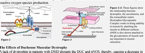 Figure 2 From Dystrophin Glycoprotein Complex And Reactive Oxygen