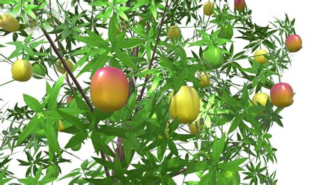 Mango Tree Model Turbosquid 2240578