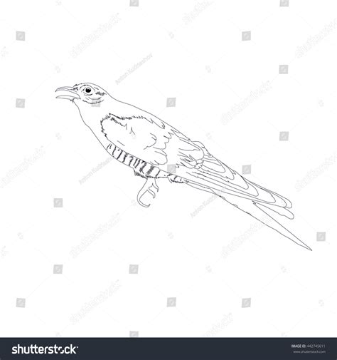 Cuckoo Drawing at PaintingValley.com | Explore collection of Cuckoo Drawing