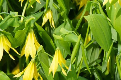 6 Helpful Tips For Landscaping Under Spruce Trees