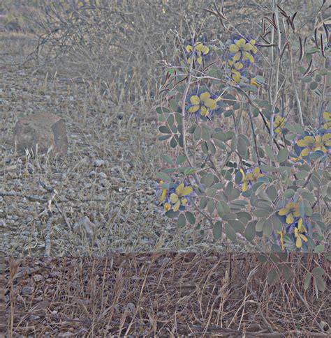 Gimp Tutorial Using Blur Grain Extract And Grain Merge For Vivid