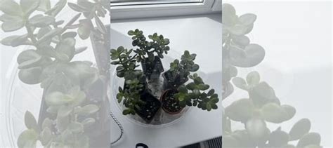 Толсянка денежное дерево купить в Буденновске Товары для дома и дачи Авито