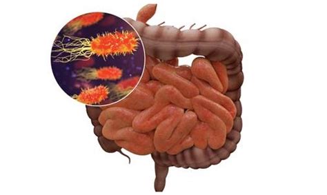 El Csic Estudia La Influencia Del Microbioma Intestinal En La Respuesta