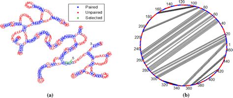 Secondary Structure Of Nucleotide Notation Of Group I Intron 16 S Rrna Download Scientific