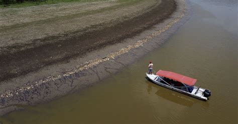 Hallan más de delfines muertos en la Amazonía brasileña