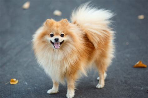 گالری عکس سگ اشپیتز؛ از اشپیتز تریر تا اشپیتز مینیاتوری ستاره