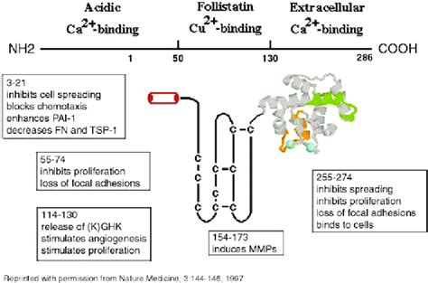 Modular Structure Of Human Sparc And The Location And Functions Of Download Scientific Diagram