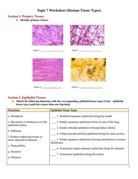 Solution Topic 7 Worksheet Human Tissue Types Studypool