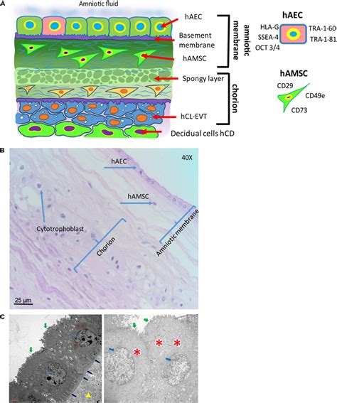 Structure Of The Human Amniotic Membrane A Schematic Representation