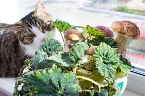 Domestic Cat Smells Fresh Forest Porcini Boletus Mushrooms In Green