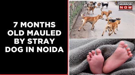 7 Month Old Infant Mauled To Death By Stray Dog In Noida Latest News