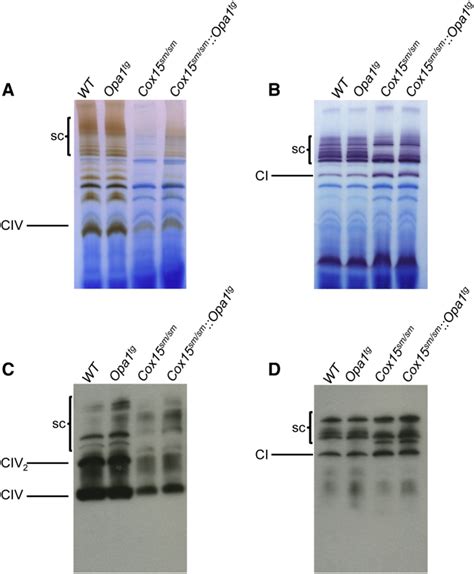 Opa1 Overexpression Ameliorates The Phenotype Of Two Mitochondrial