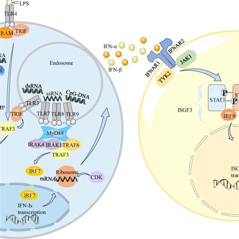 The Production Of Type I Interferons And Type I Interferon Download Scientific Diagram