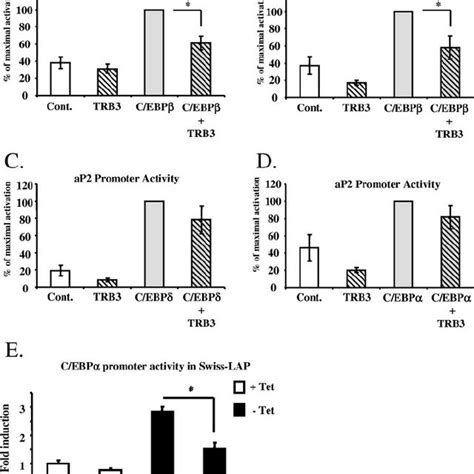 Schematic Diagram Of Trb3 Mediated Inhibition Of Adipocyte